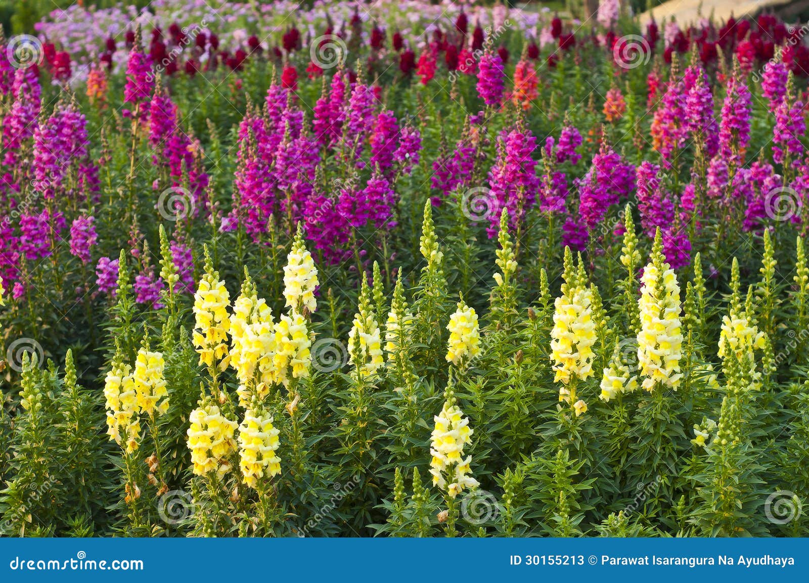 Snapdragon flower. stock image. Image of blossom, green - 30155213