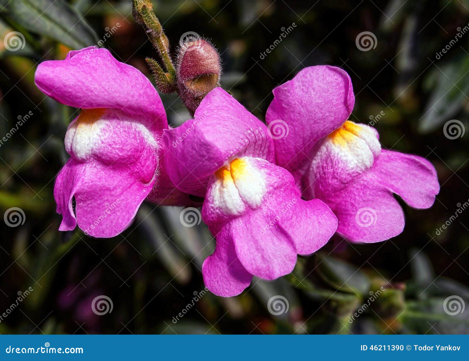 Snapdragon stock photo. Image of floral, leaf, bloom - 46211390