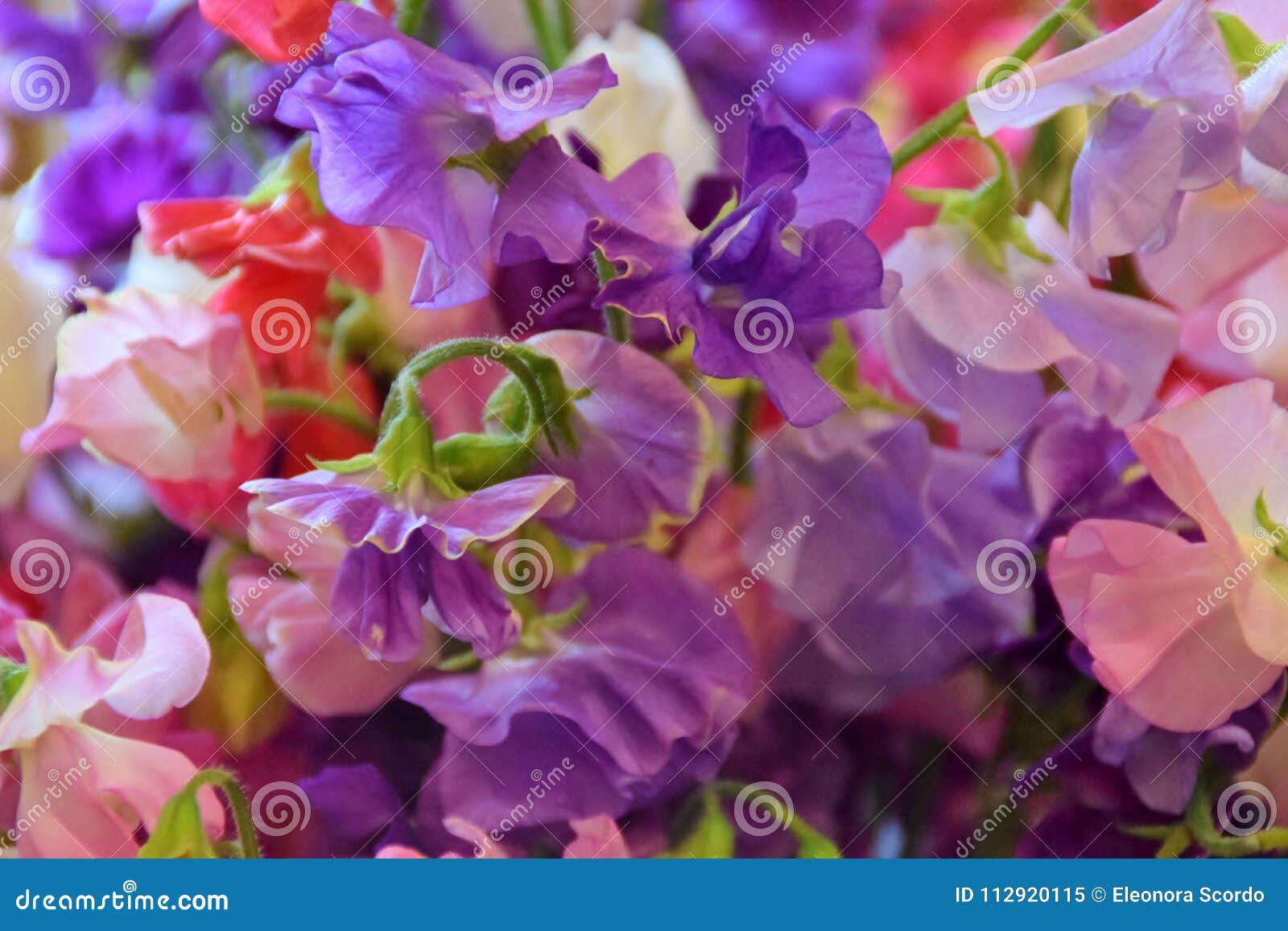 Snapdragon Flowers of Various Colors Stock Image - Image of flowers ...