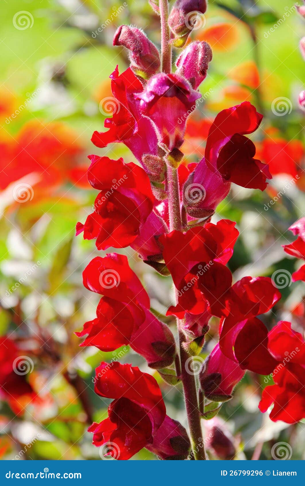 Snapdragon red stock photo. Image of park, grow, snapdragons - 26799296