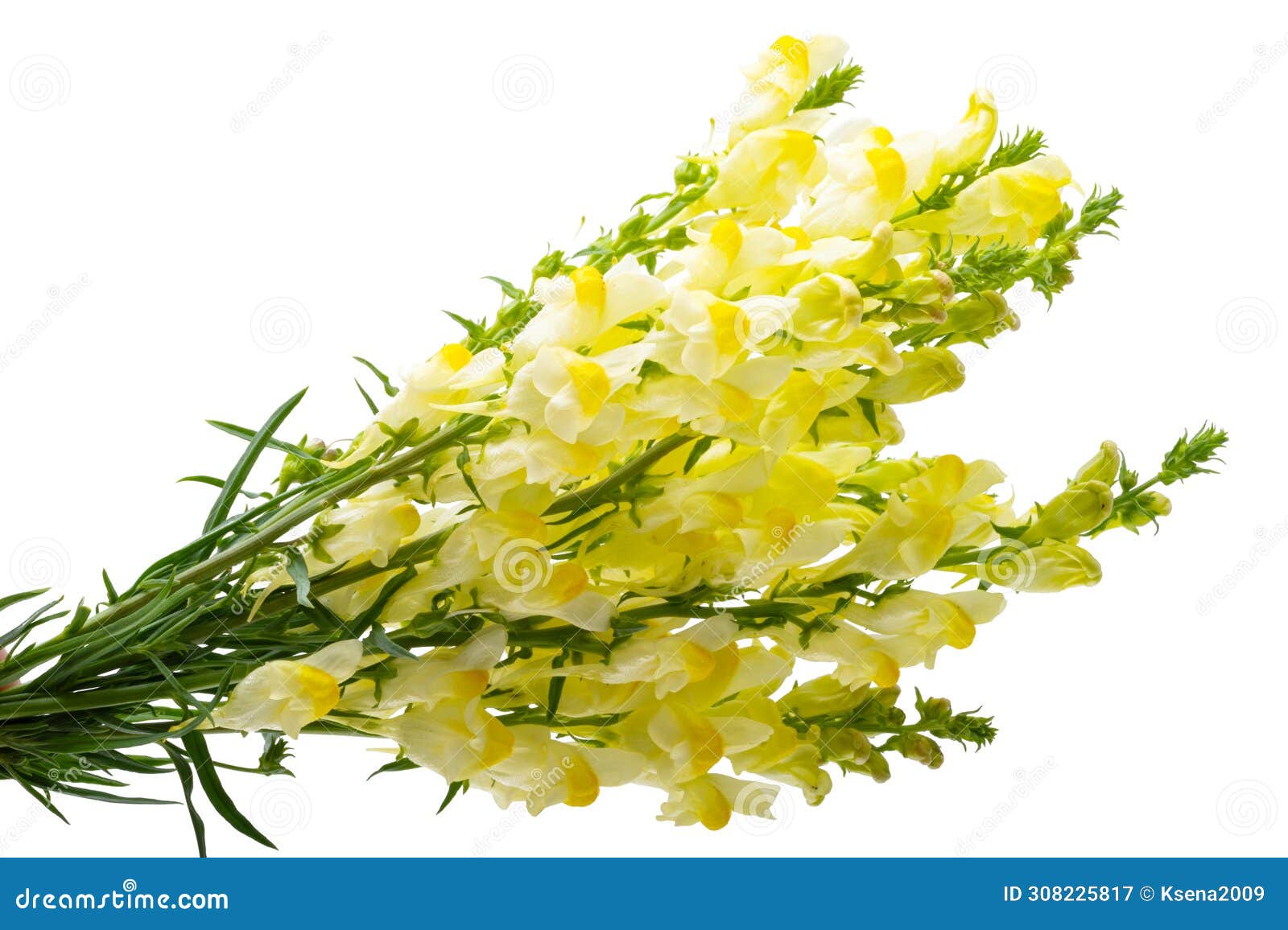 Snapdragon yellow isolated stock image. Image of nature - 308225817