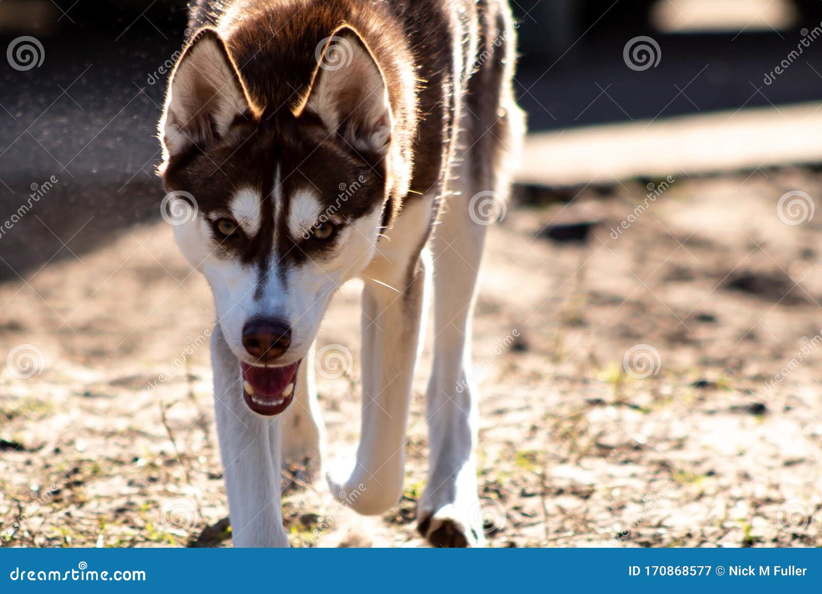 A Snaphot of a Husky Approaching with Crazy Eyes Stock Image - Image of ...