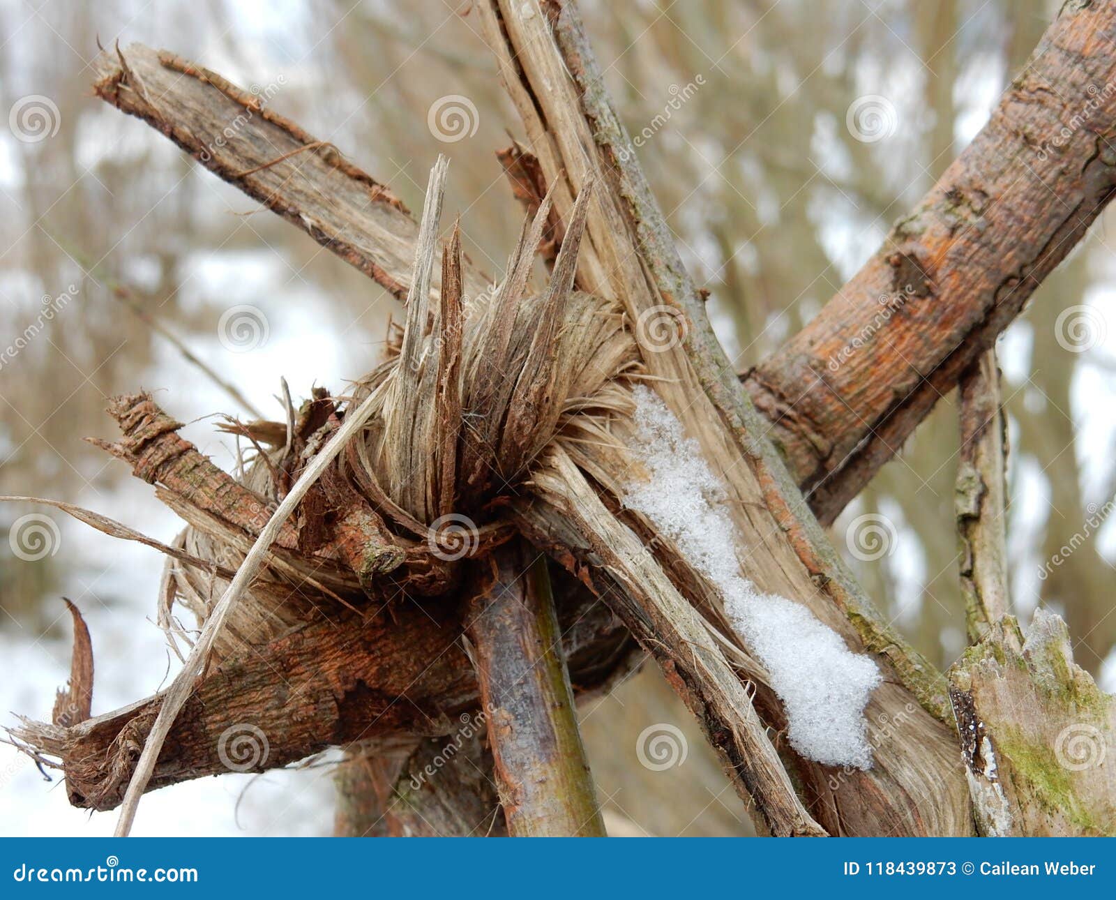 Snapped Branches stock image. Image of wood, background - 118439873