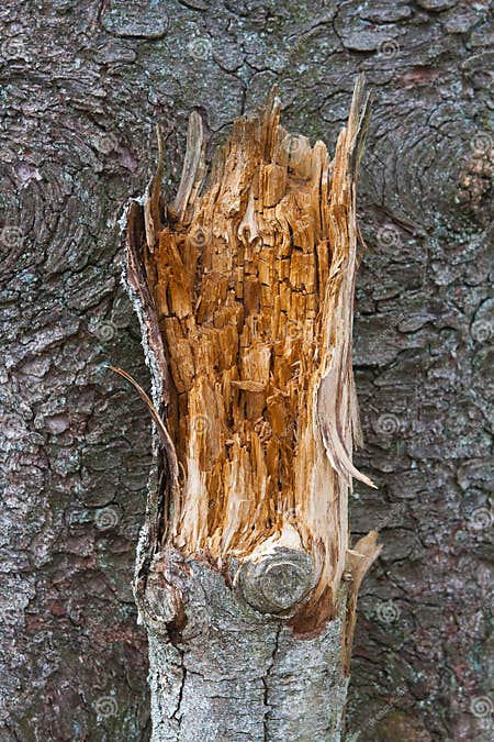 Snapped off branch stock image. Image of background, ruined - 30511119