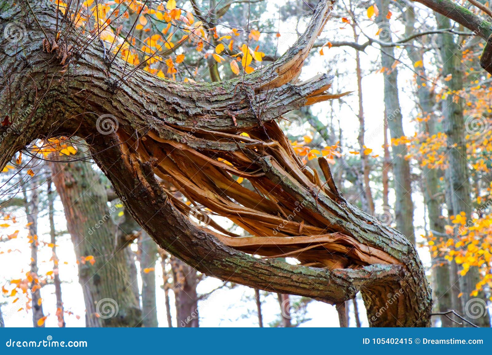 Snapped Tree Branch in Woods Stock Image - Image of management, branch ...
