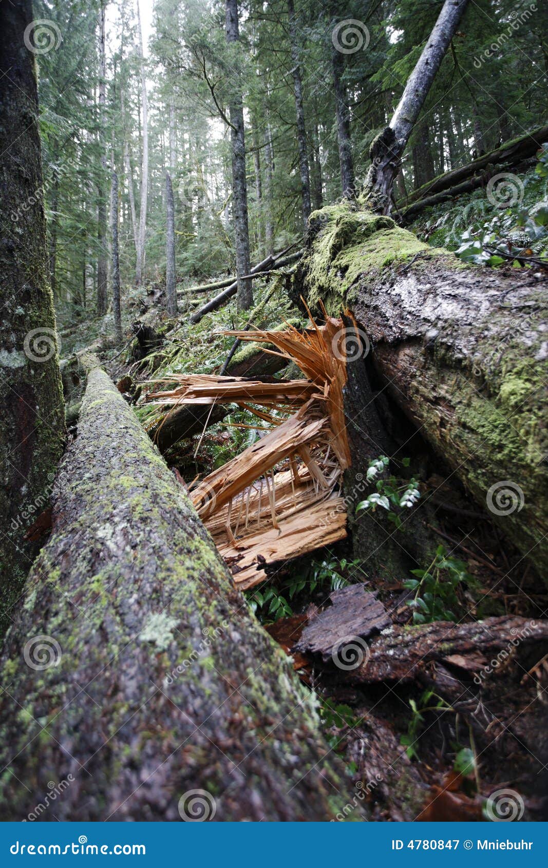 Snapped tree in the forest stock image. Image of pacific - 4780847