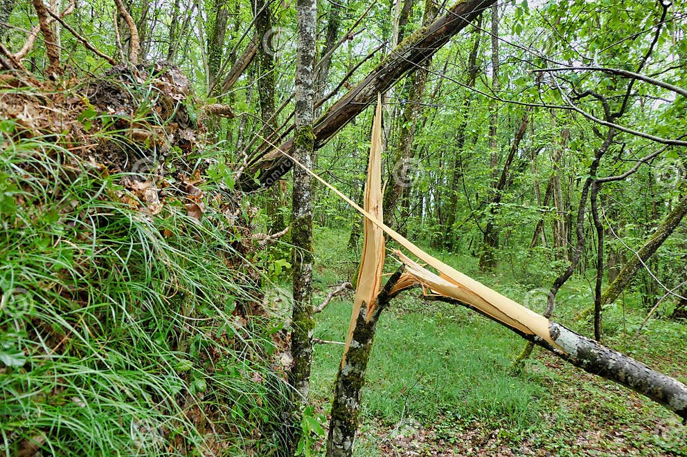Snapped Tree stock image. Image of green, wind, natural - 318732613