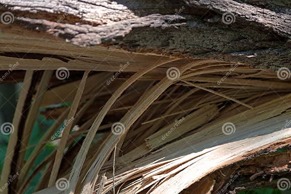 Snapped Tree Trunk after a Storm Stock Photo - Image of green ...