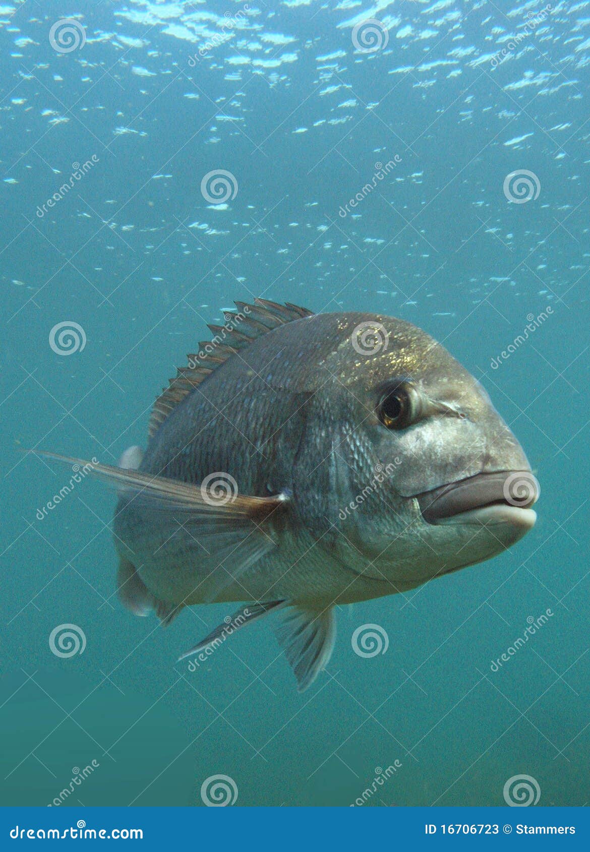 Snapper stock image. Image of underwater, snapper, ecosystem - 16706723