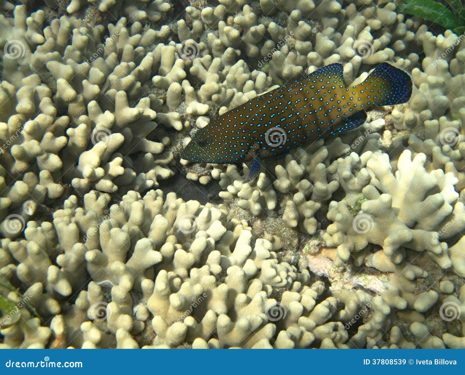 Snapper Color Fish and Hard Corals in Indian Ocean Stock Image - Image ...