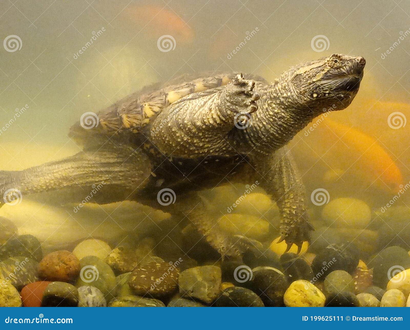 Snapper is coming stock image. Image of frog, organism - 199625111