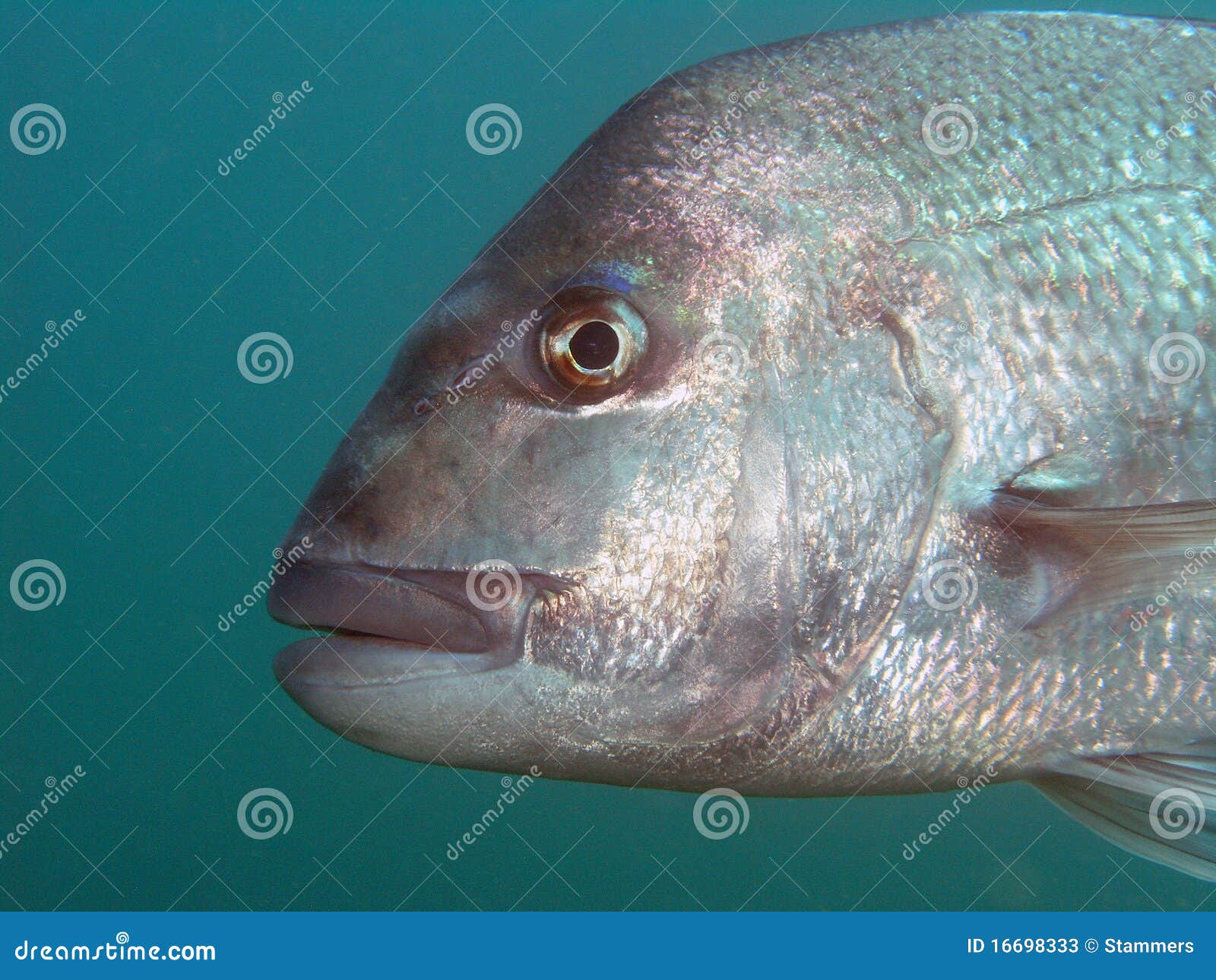 Snapper face stock image. Image of reserve, goat, life - 16698333