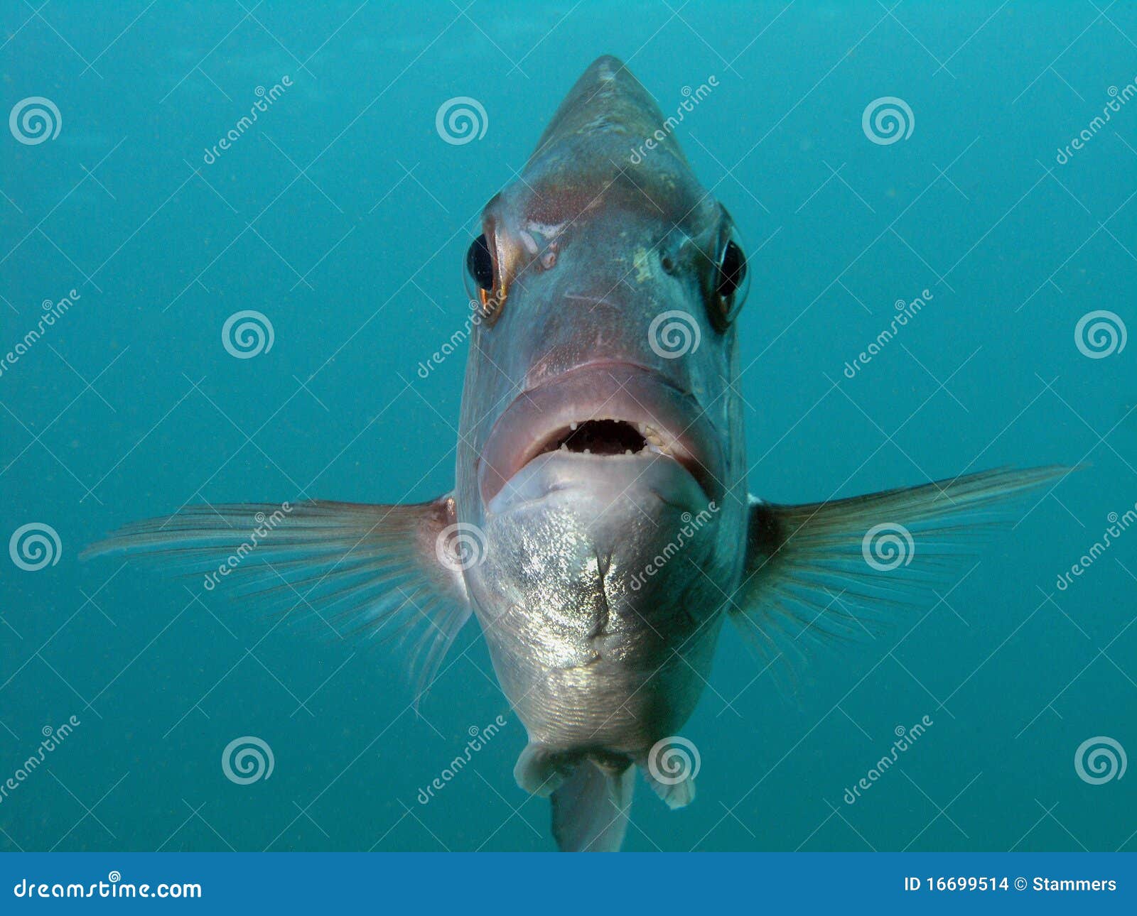 Snapper face stock photo. Image of snapper, zealand, marine - 16699514