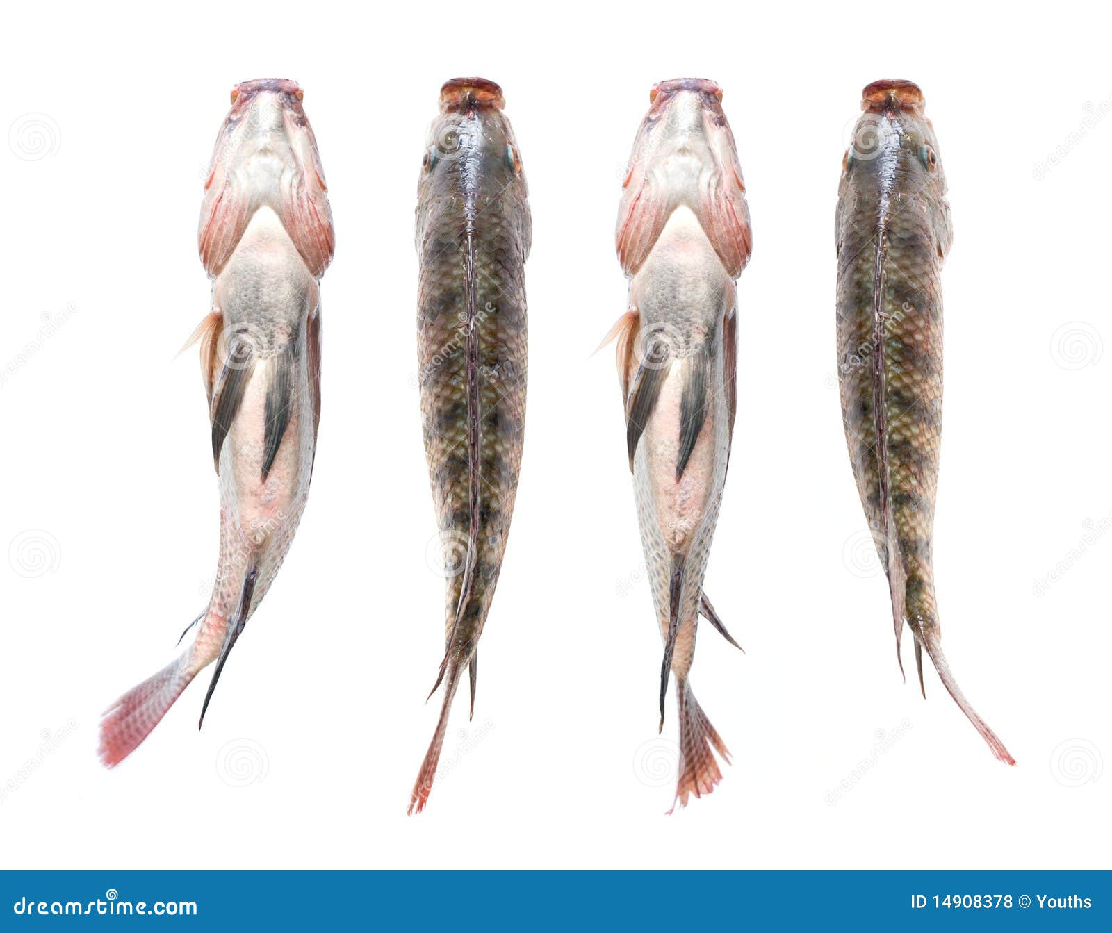 Snapper Fish Isolated on White Background Stock Photo - Image of eating ...