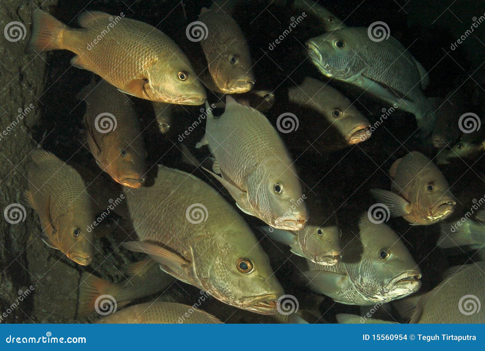 Snapper fish stock photo. Image of snapper, indonesia - 15560954