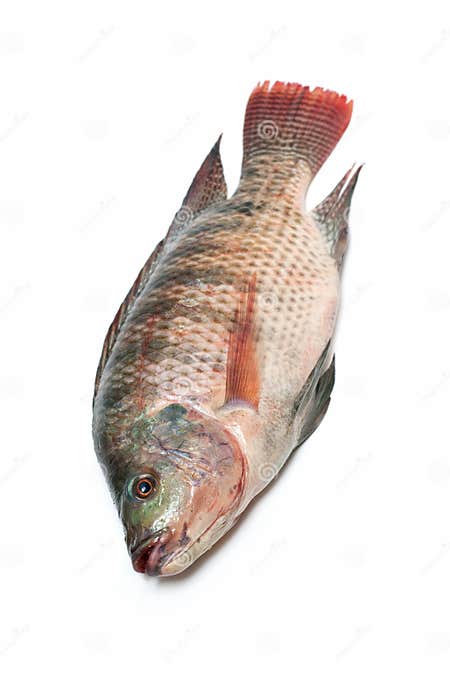 Snapper Fish Isolated on White Background Stock Photo - Image of ...