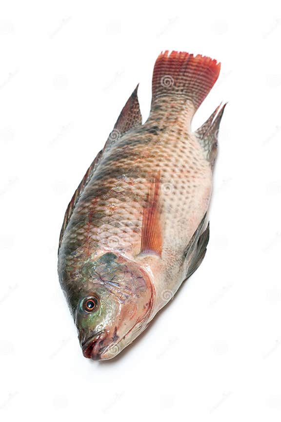 Snapper Fish Isolated on White Background Stock Photo - Image of ...