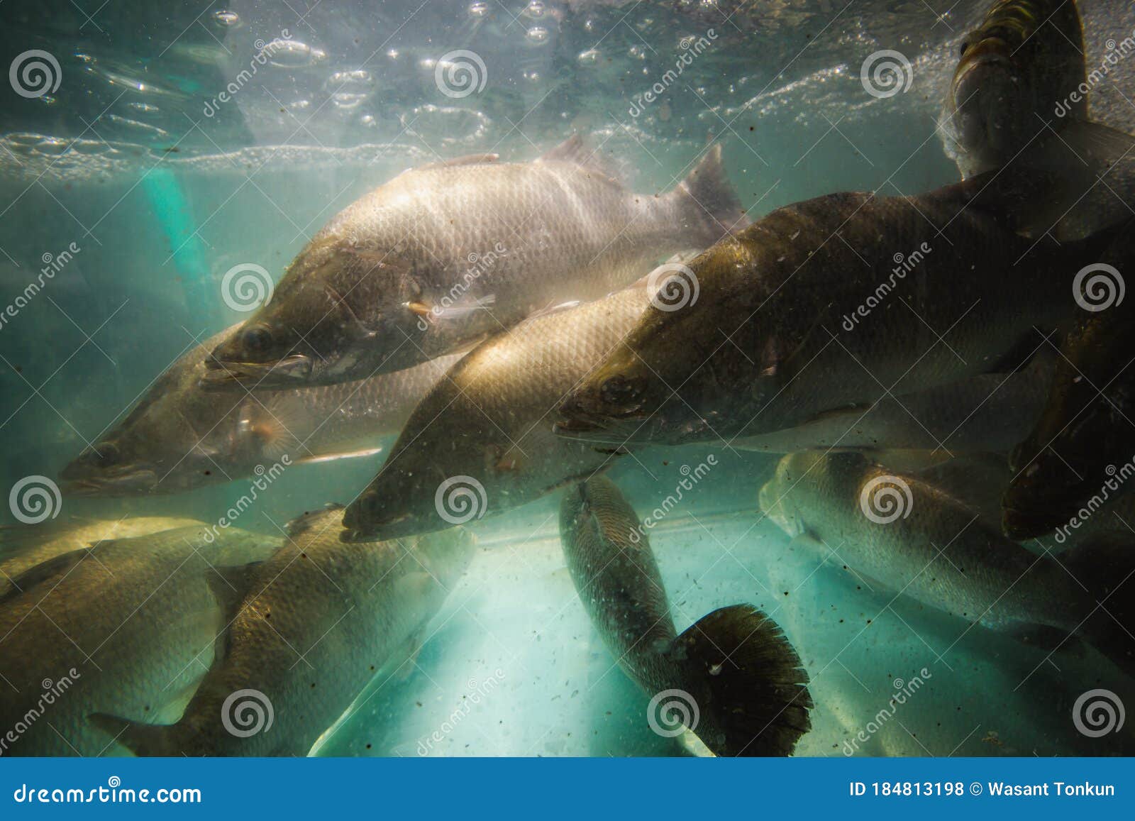 Snapper fish in aquarium stock photo. Image of nature - 184813198