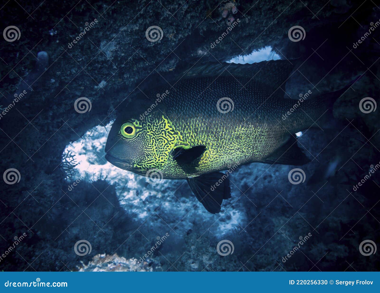 Snapper Fish at the Bottom of the Indian Ocean Stock Photo - Image of ...