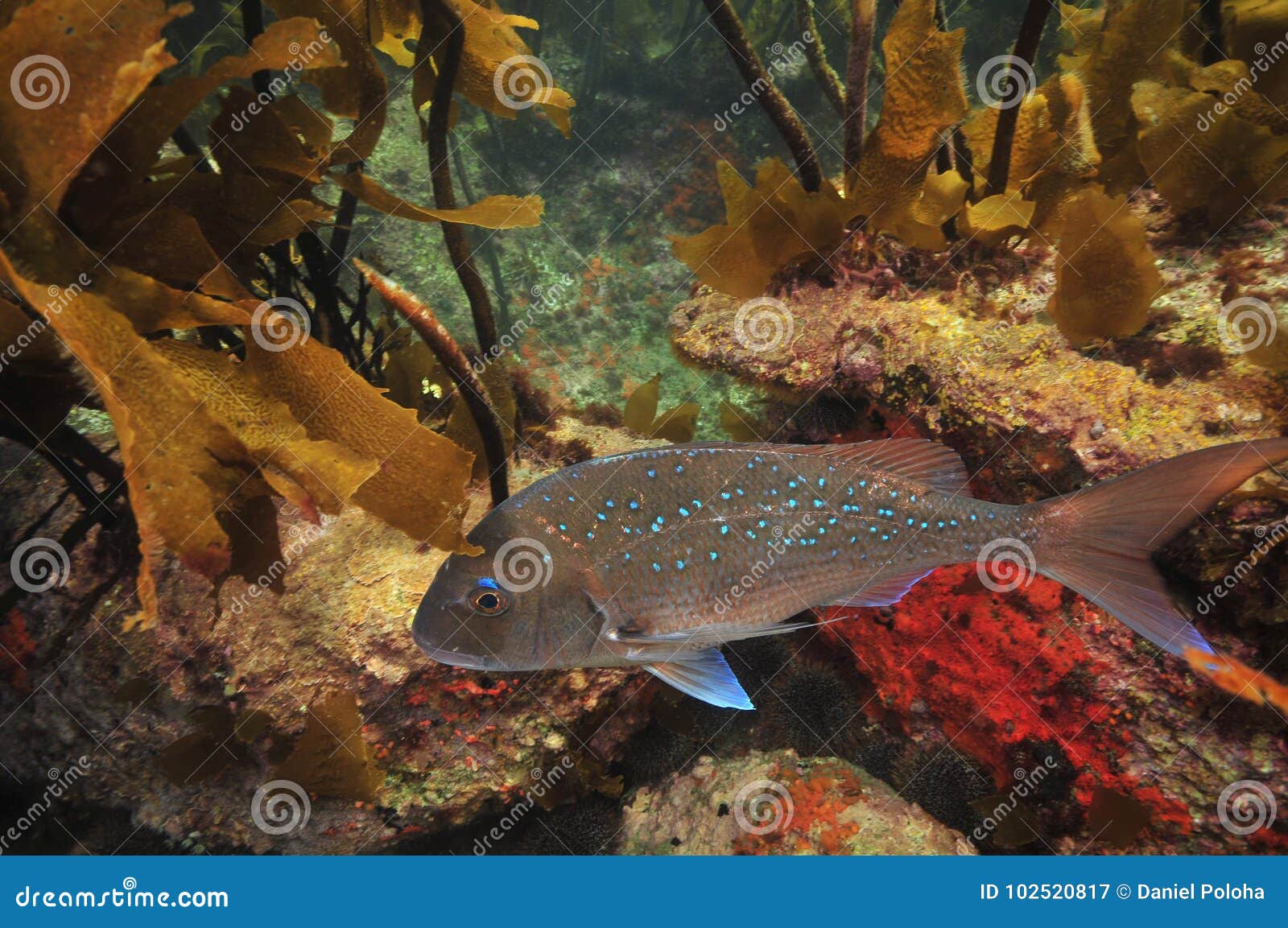Snapper Fish among Brown Sea Weeds Stock Image - Image of island ...