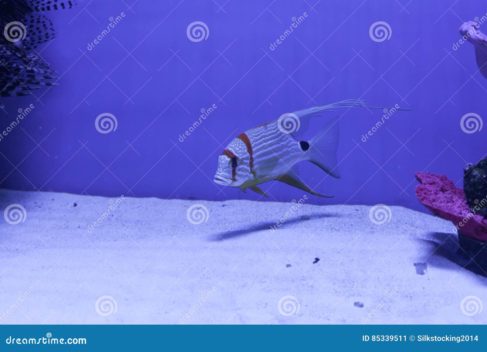Snapper Fish Swimming Underwater Stock Image - Image of scuba ...