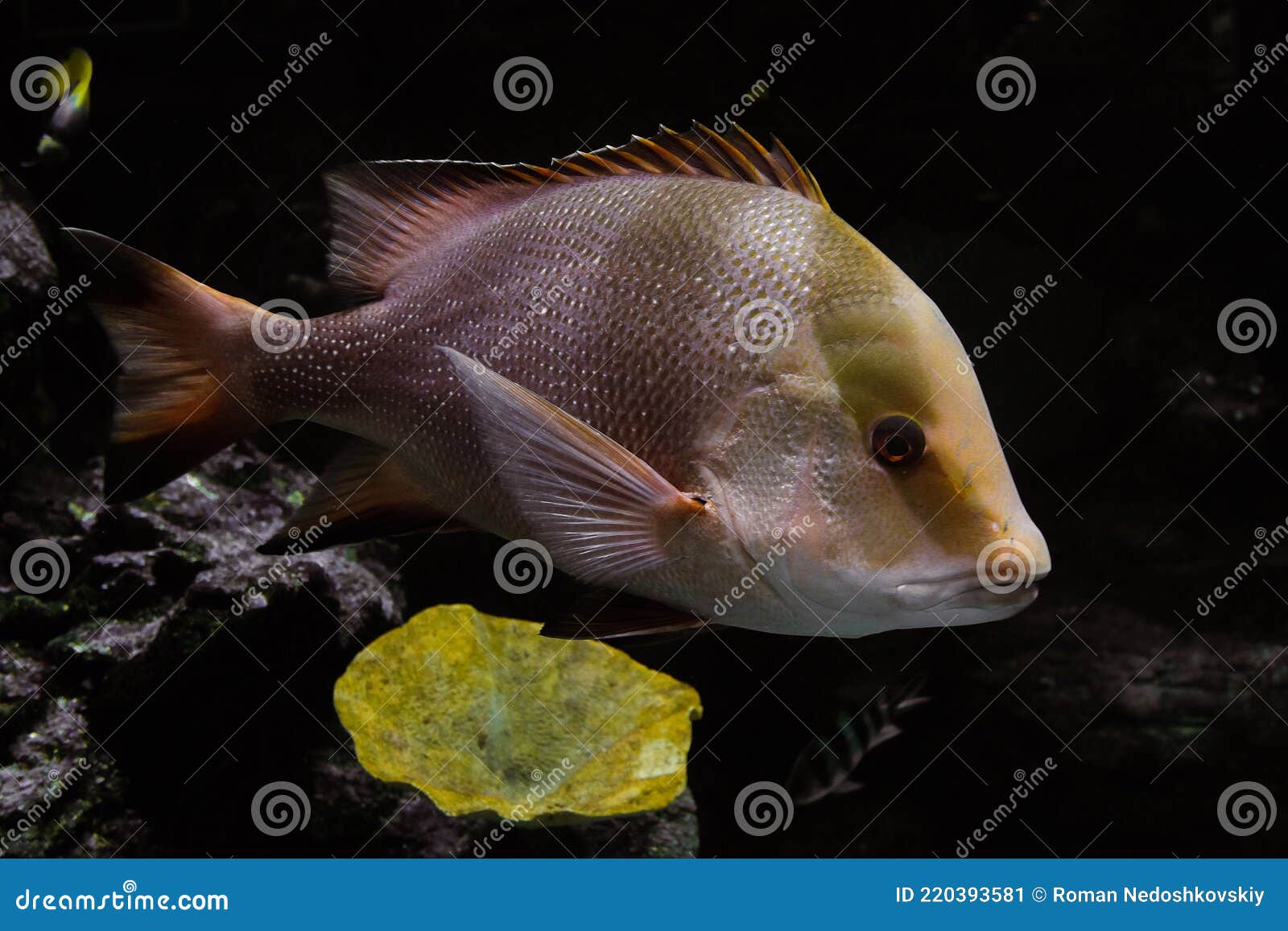Snapper Fish Swims on the Bottom of the Sea Stock Image - Image of ...