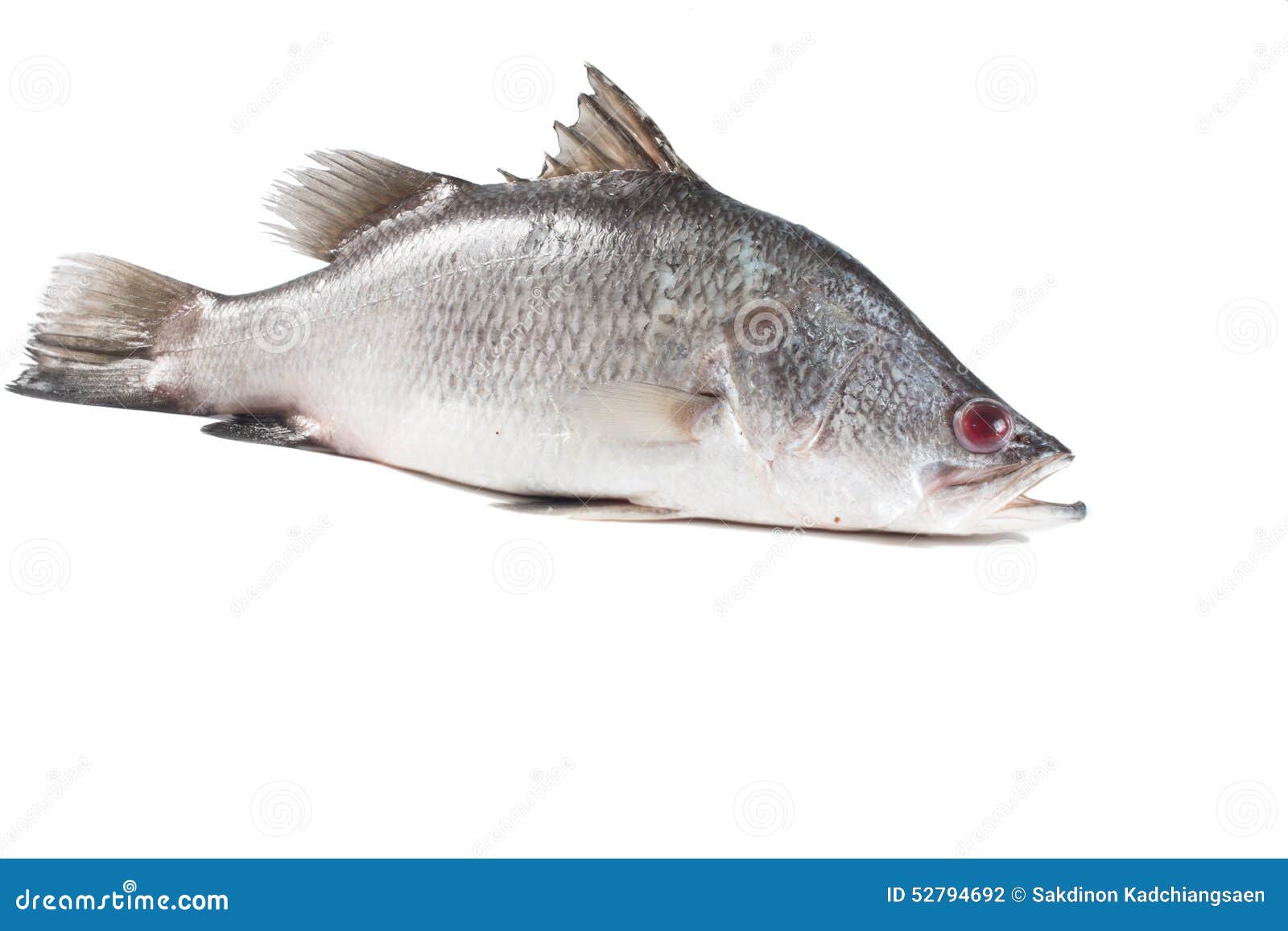 Snapper stock photo. Image of eating, isolate, health - 52794692