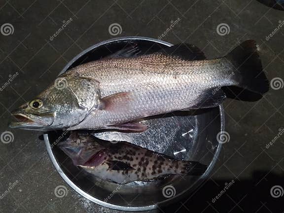Snapper and Grouper on a Zinc Plate Stock Photo - Image of food ...