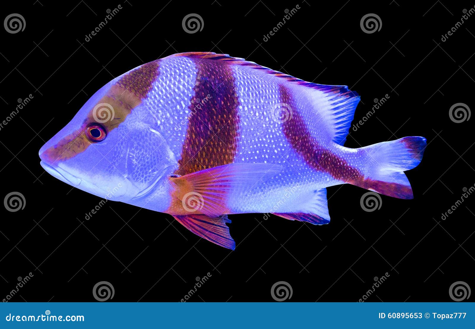 Snapper stock image. Image of eating, life, studio, healthy - 60895653