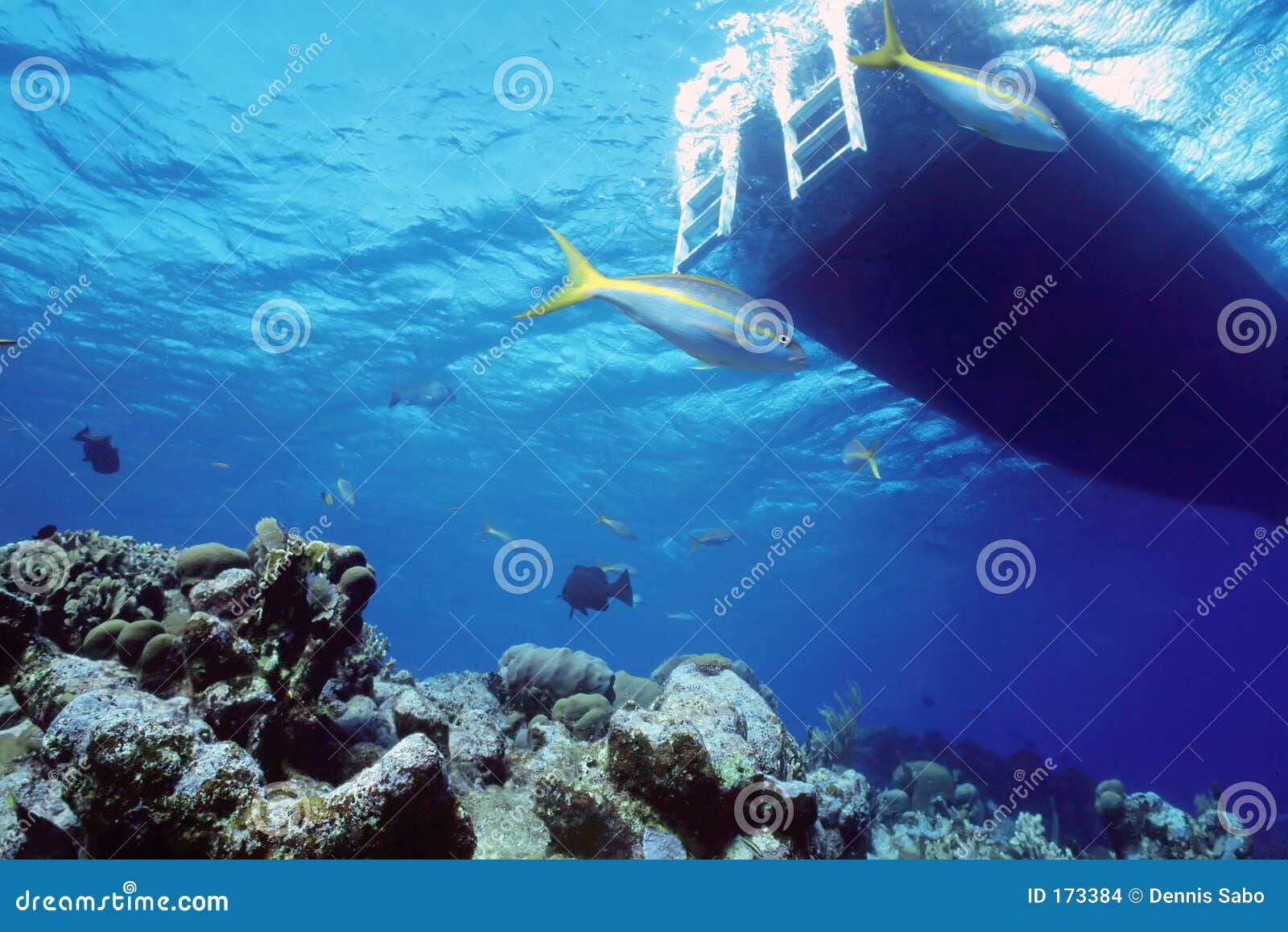 Snapper reef stock photo. Image of environment, diver, fins - 173384