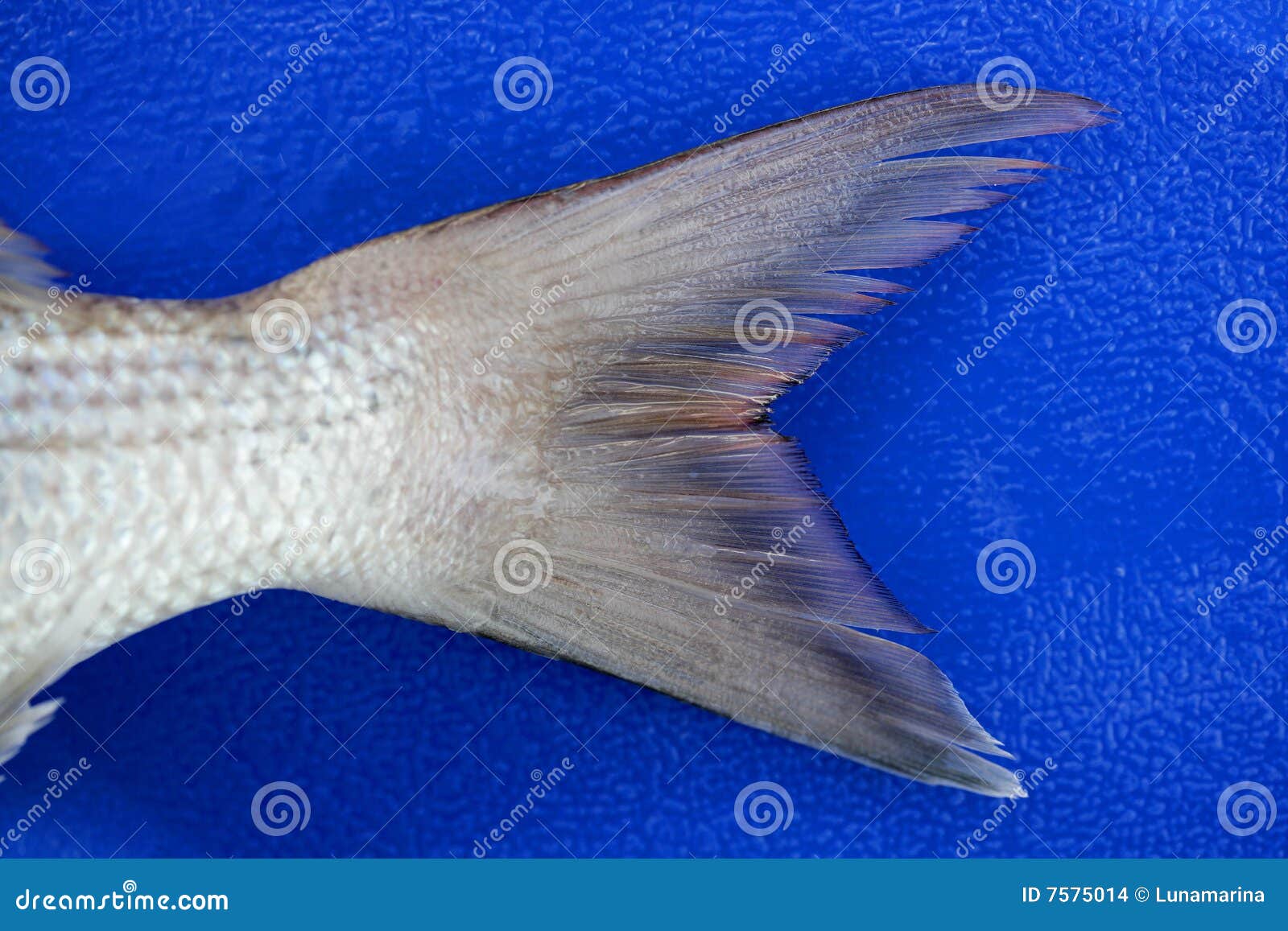 Denton Fish Stock Photos - Free & Royalty-Free Stock Photos from Dreamstime
