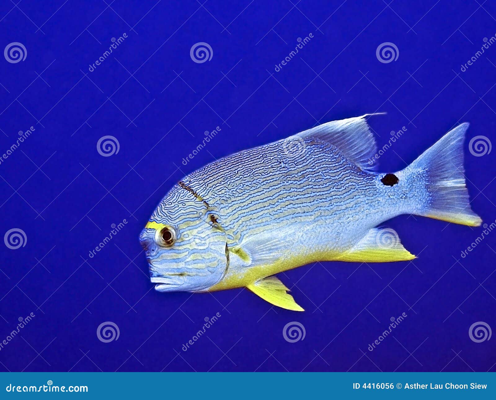 Snapper Van Sailfin (spilurus Symphorichthys) Stock Foto - Image of ...