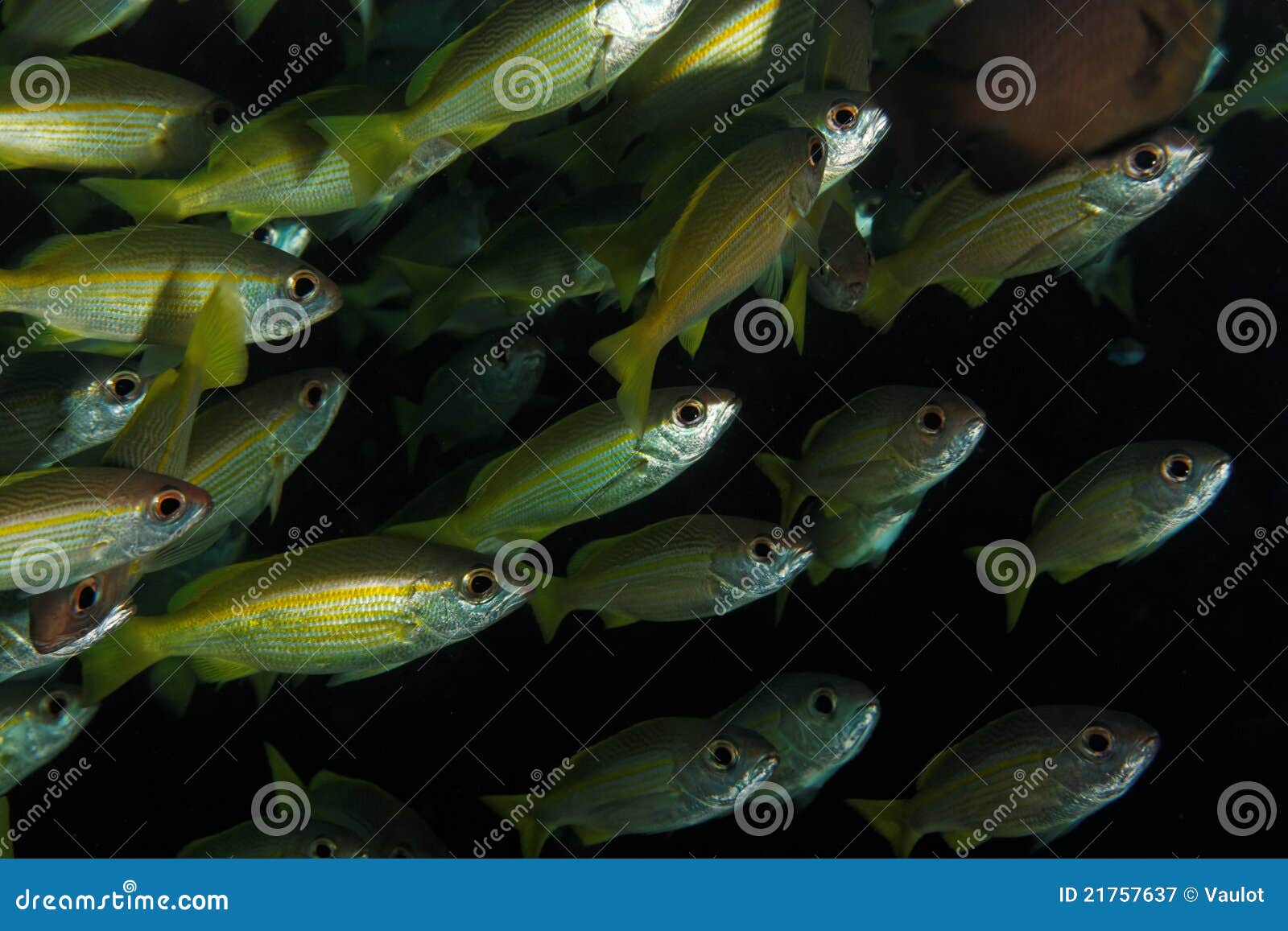 Snappers - Andaman Sea stock image. Image of andaman - 21757637