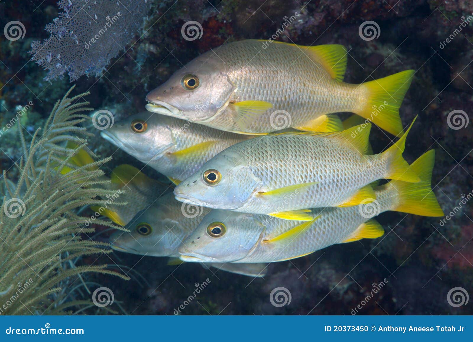 Snappers on a Coral Reef stock photo. Image of florida - 20373450