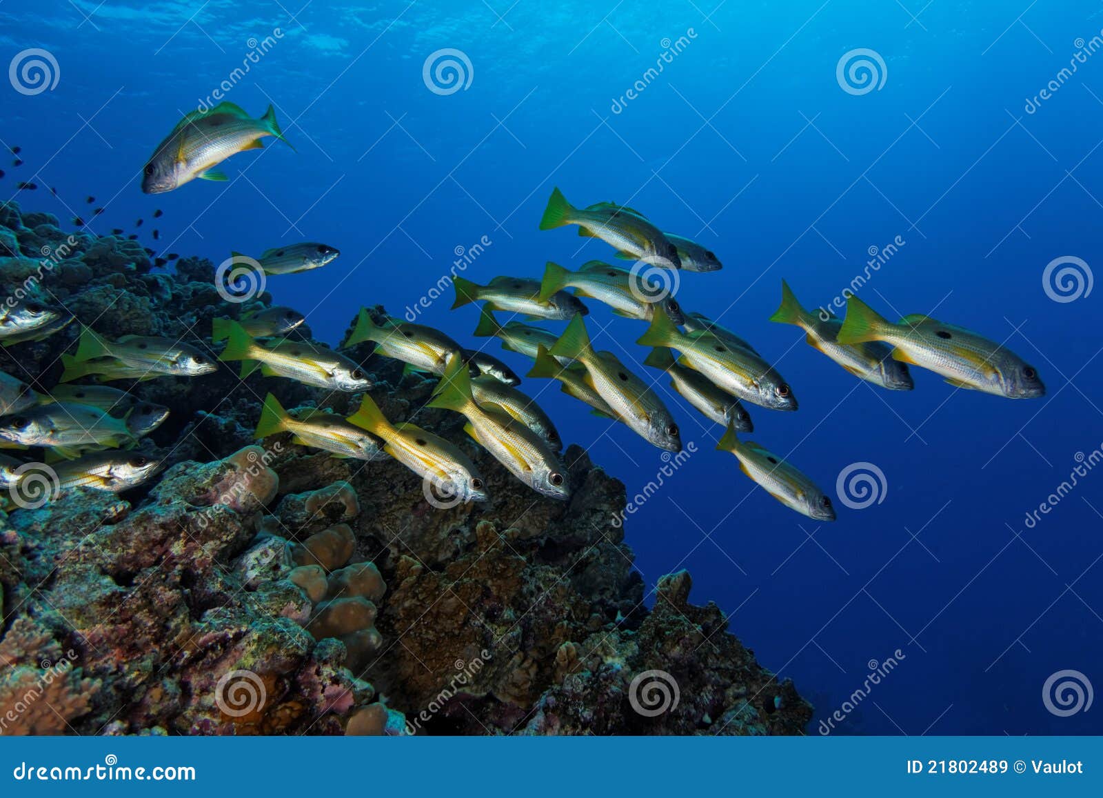 Snappers - Red Sea stock image. Image of underwater, atoll - 21802489