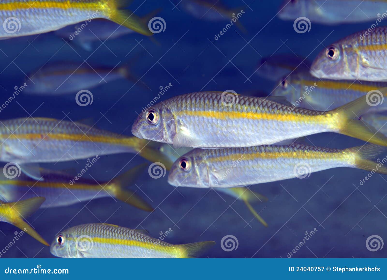 Snappers in the Red Sea. stock image. Image of fish, scuba - 24040757