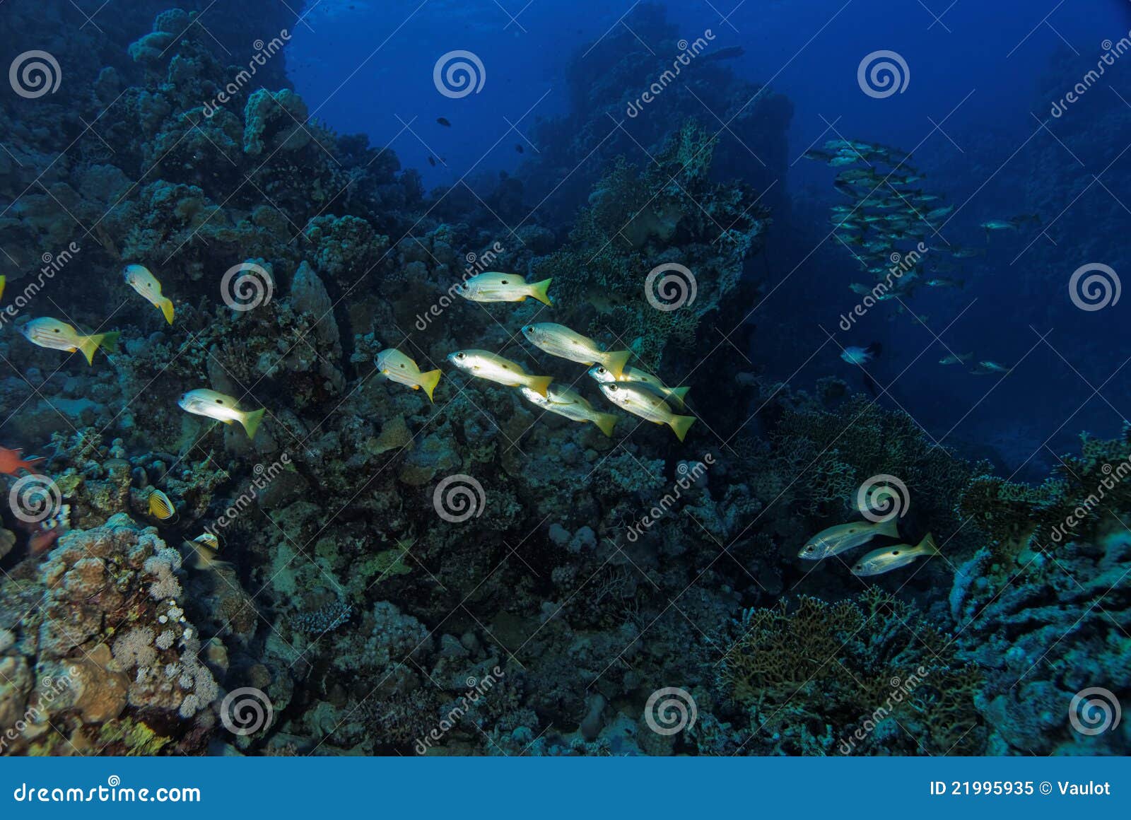 Snappers on the Reef - Red Sea Stock Image - Image of island, diving ...
