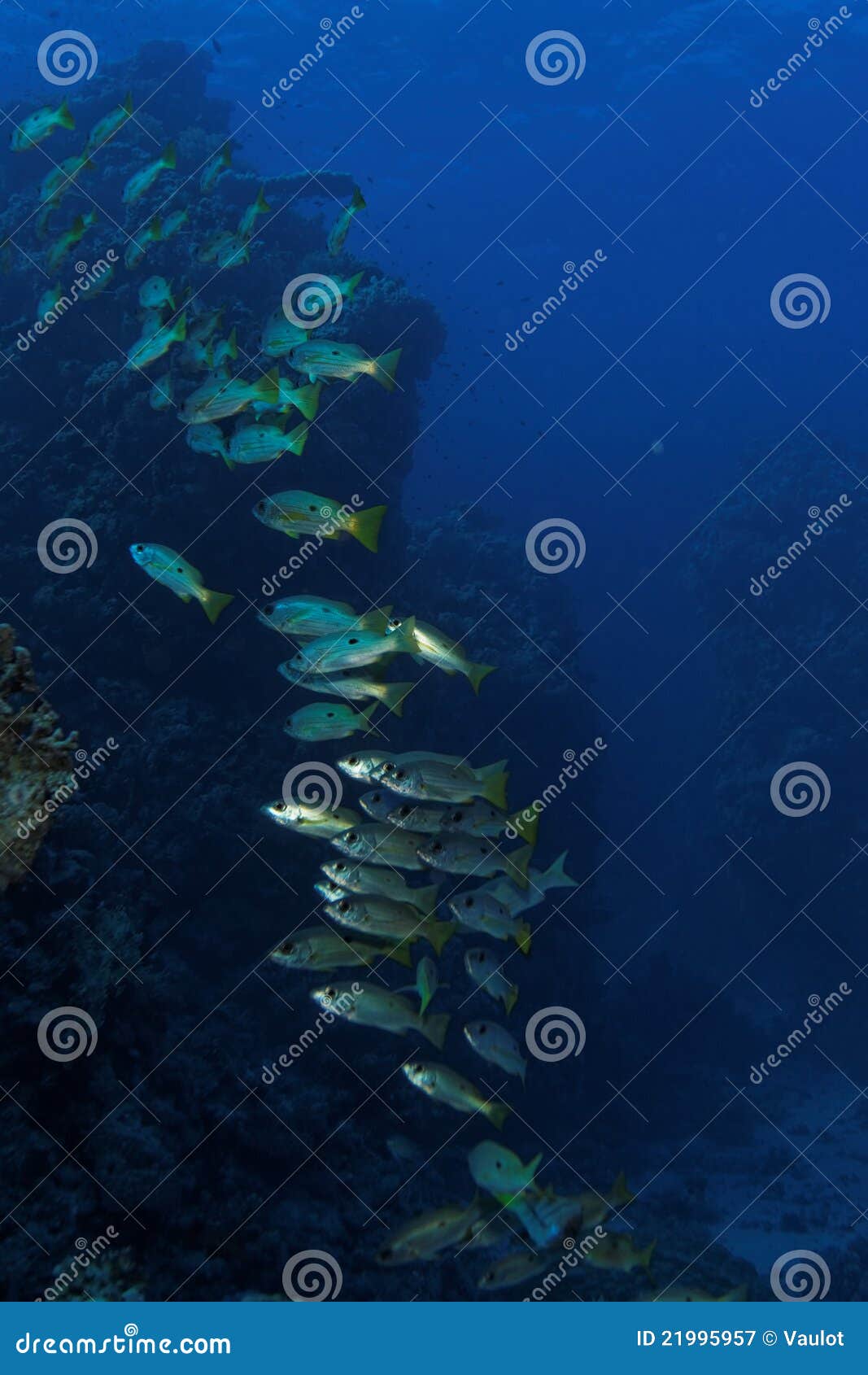 Snappers on the Reef - Red Sea Stock Image - Image of fish, africa ...
