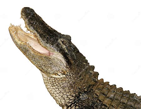 Snapping Alligator, Isolated Stock Photo - Image of crocodile, snap: 423896