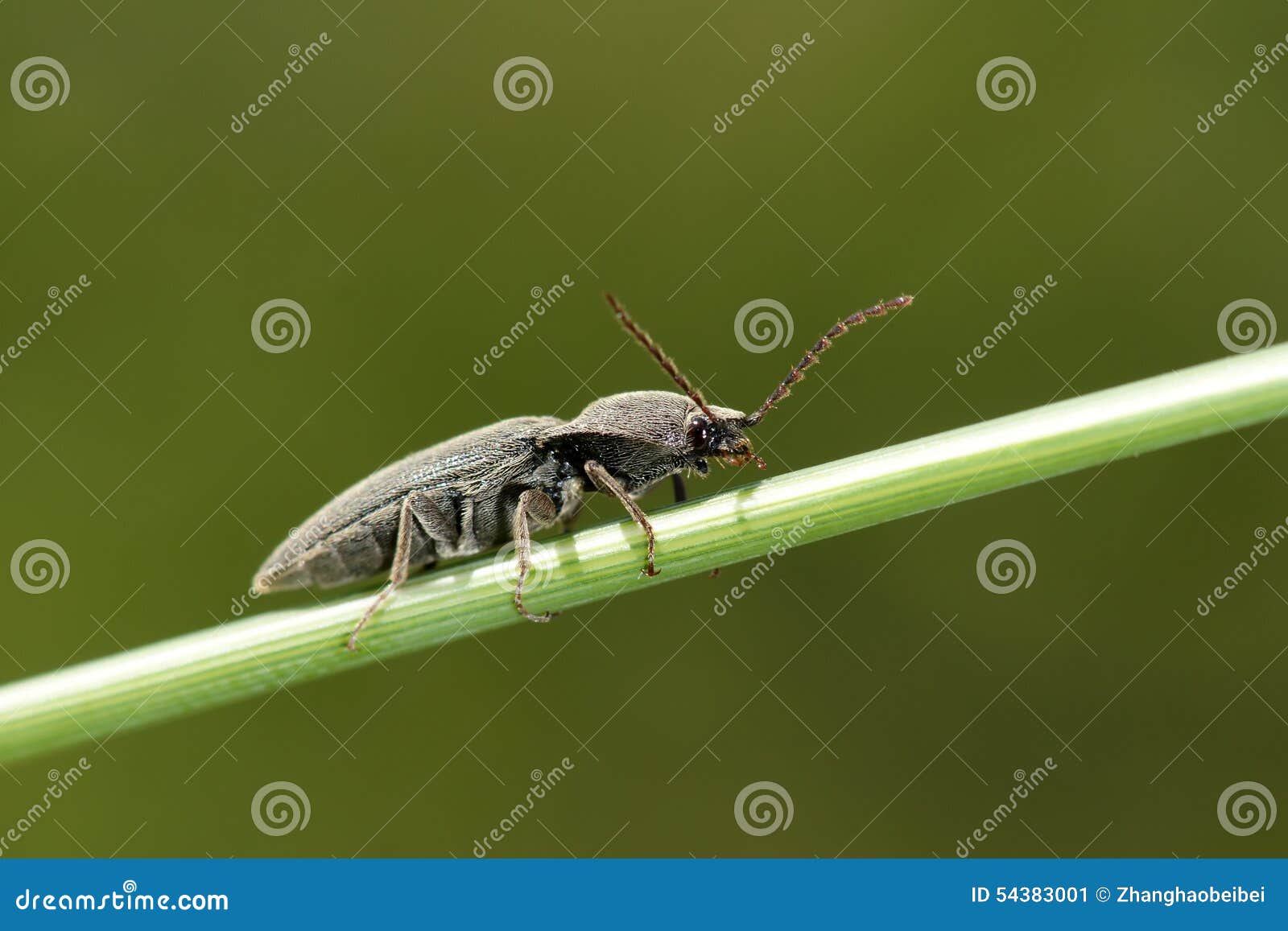 Snapping beetle stock image. Image of insect, snapping - 54383001
