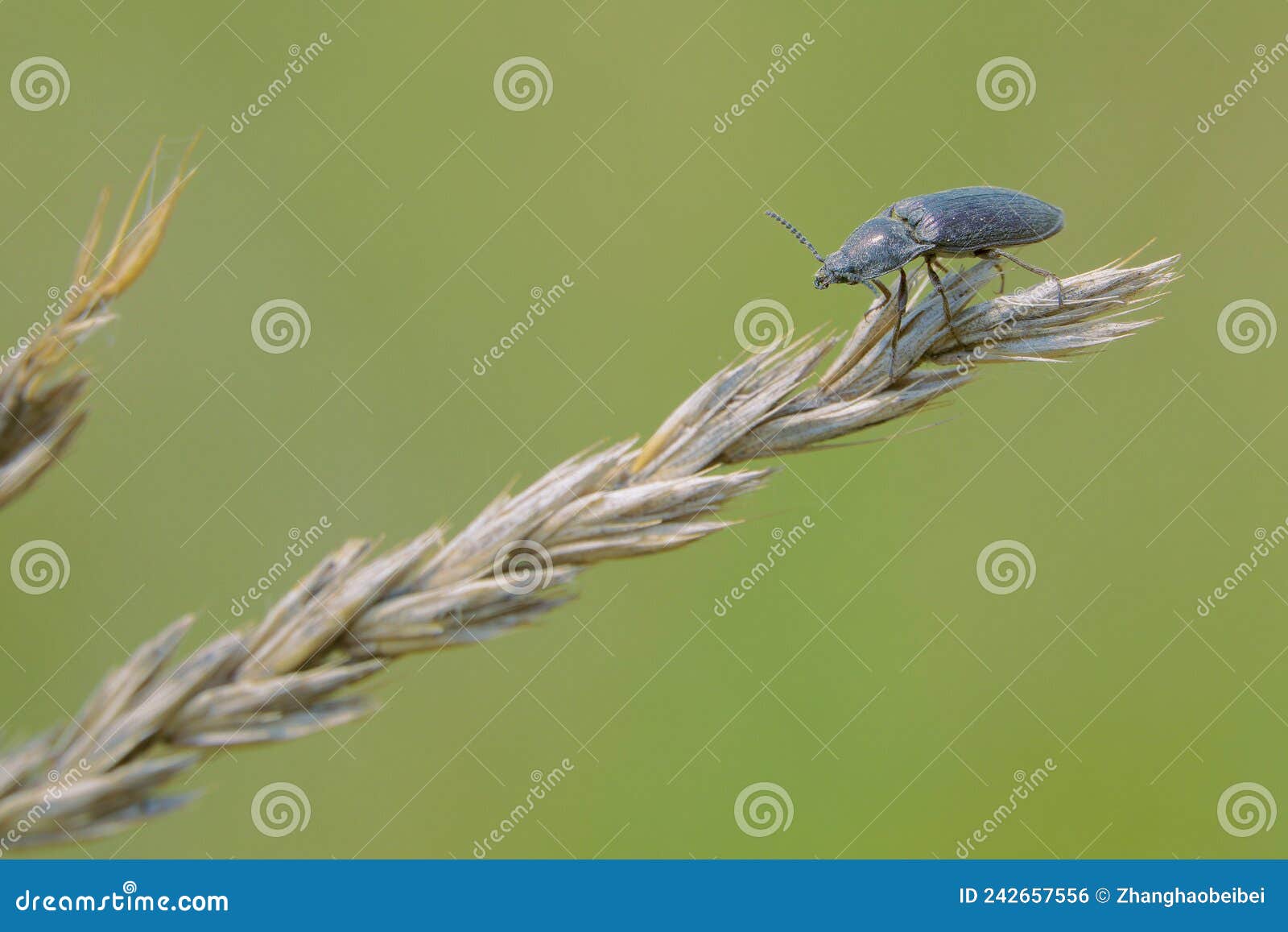Snapping bug stock photo. Image of wildlife, beetle - 242657556