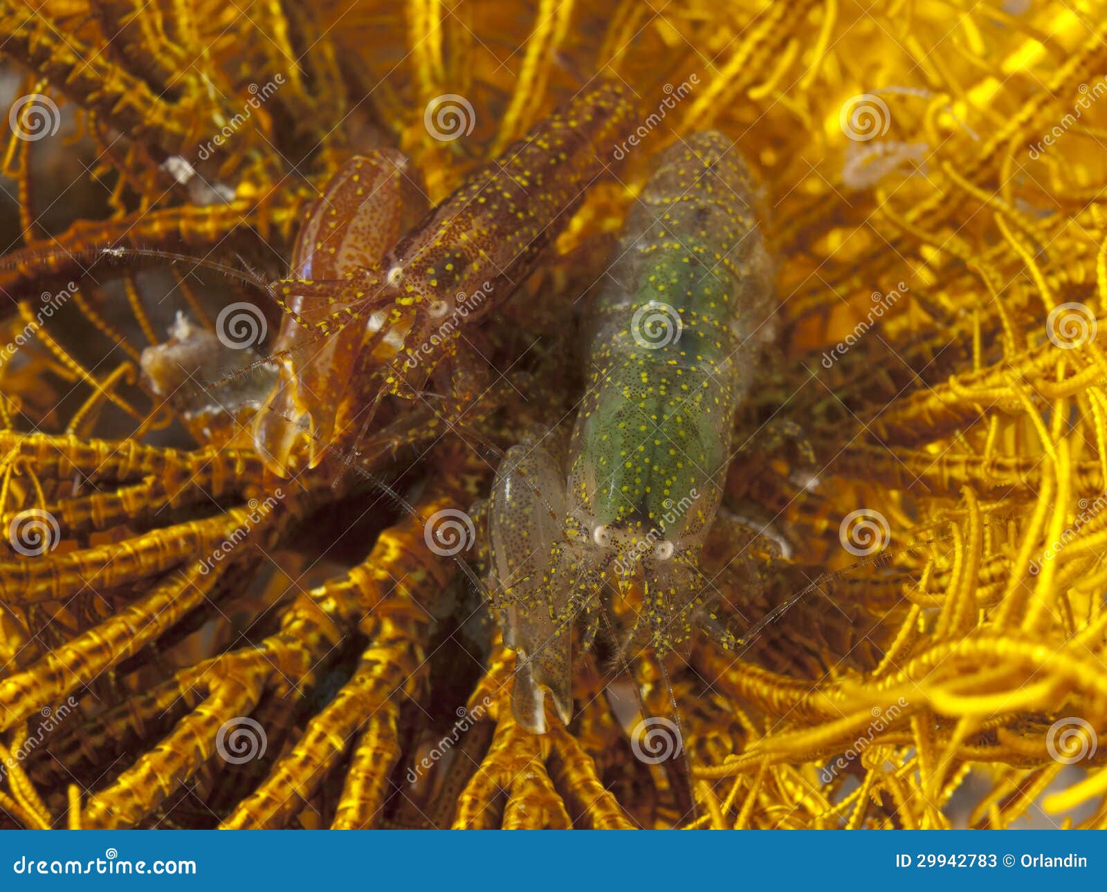 Snapping Crinoid Shrimp stock image. Image of synalpheus - 29942783