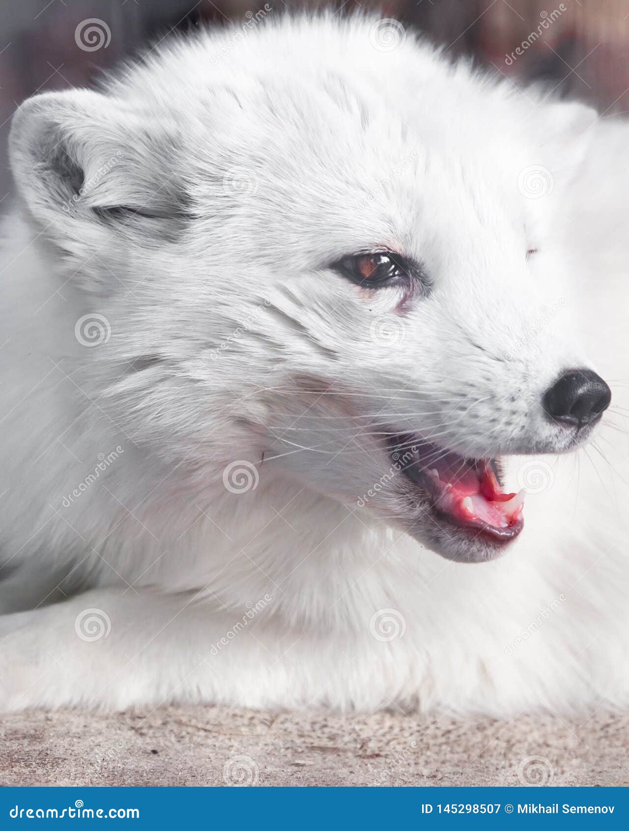 Snapping Red Mouth .. Cute White Fox Muzzle Close-up, in the Winter Fur ...