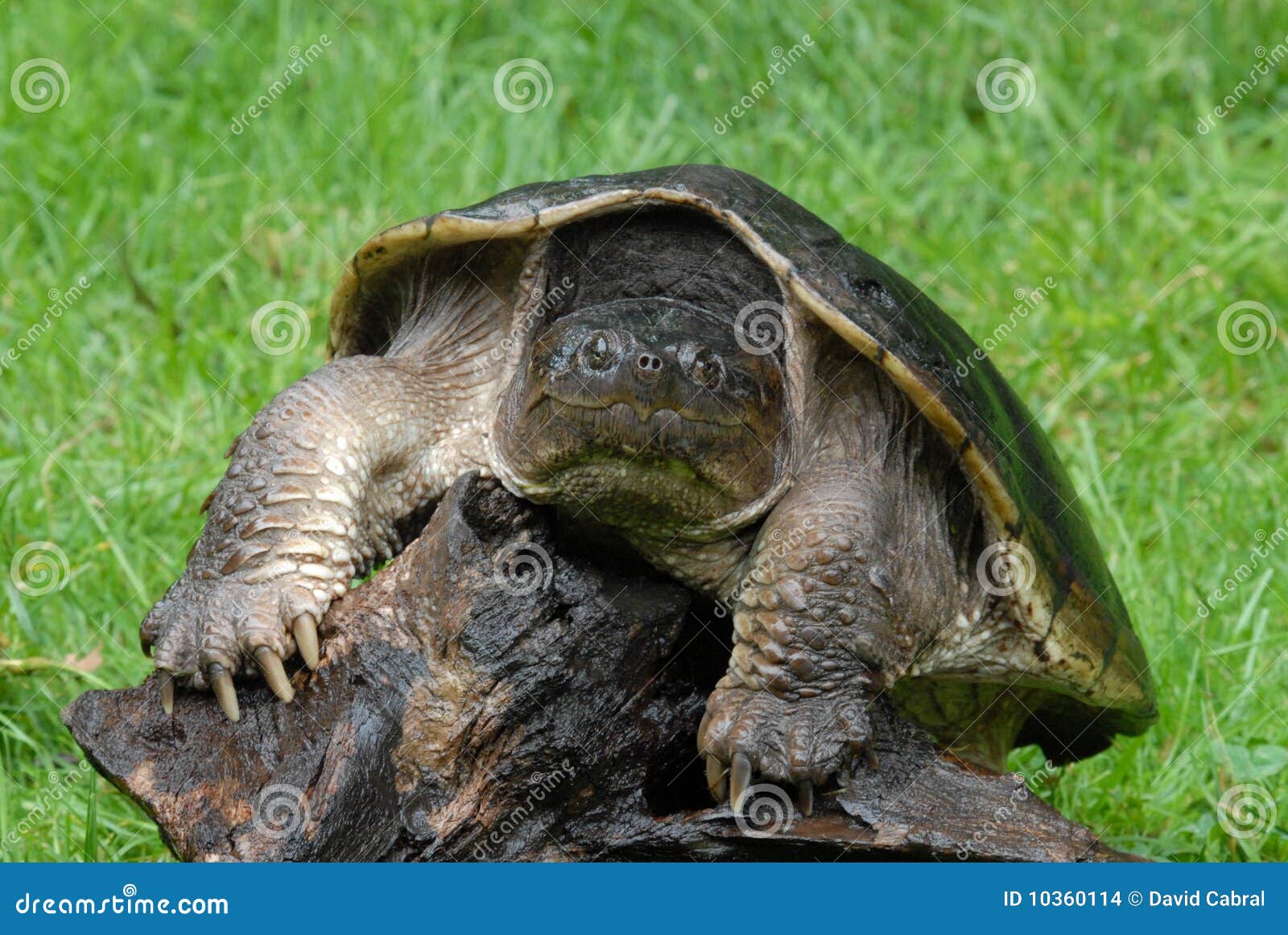 Big Snapping Turtle On A Log In Wetland Area. Royalty-Free Stock Photo ...