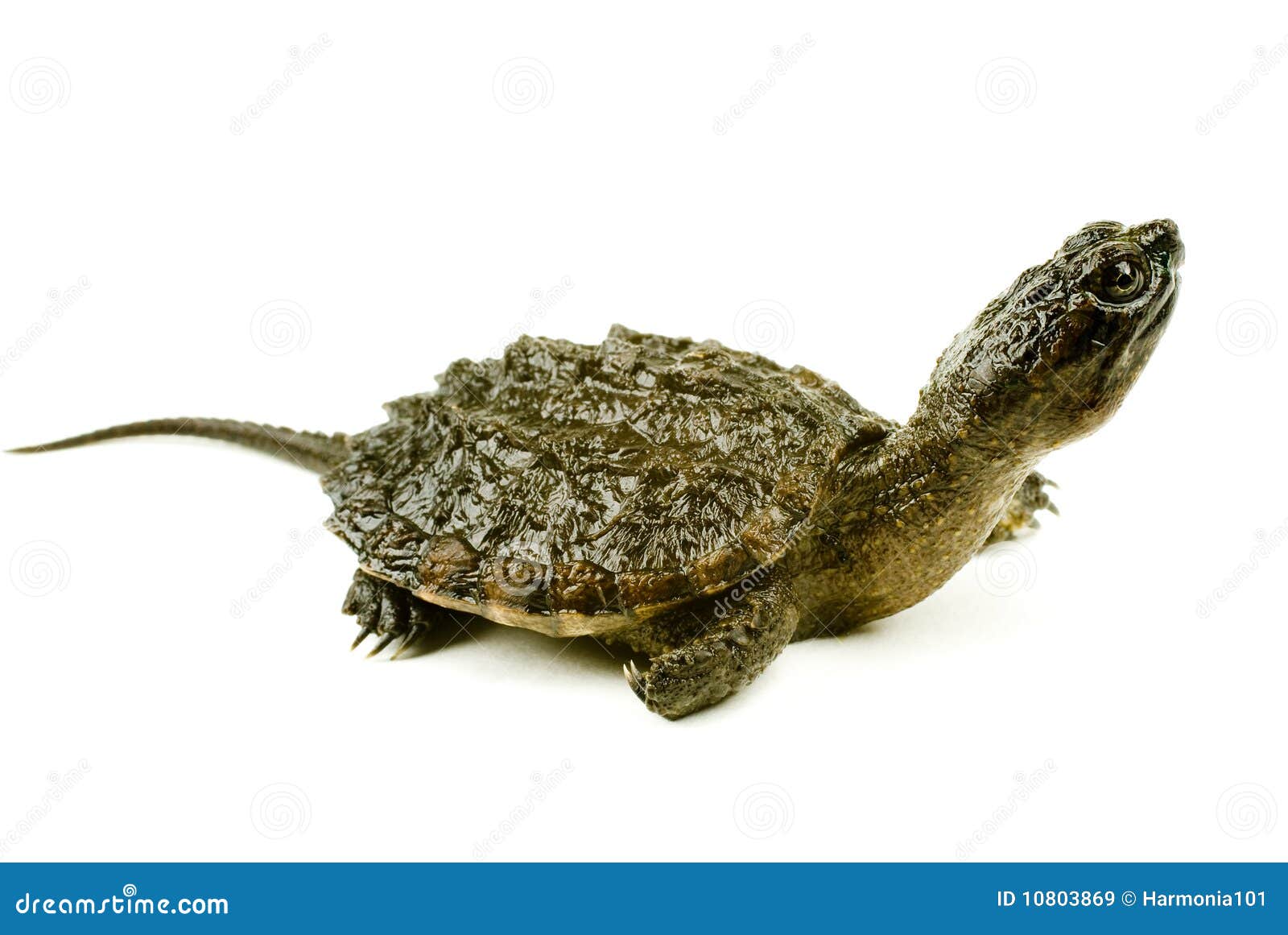 Big Snapping Turtle On A Log In Wetland Area. Royalty-Free Stock Photo ...
