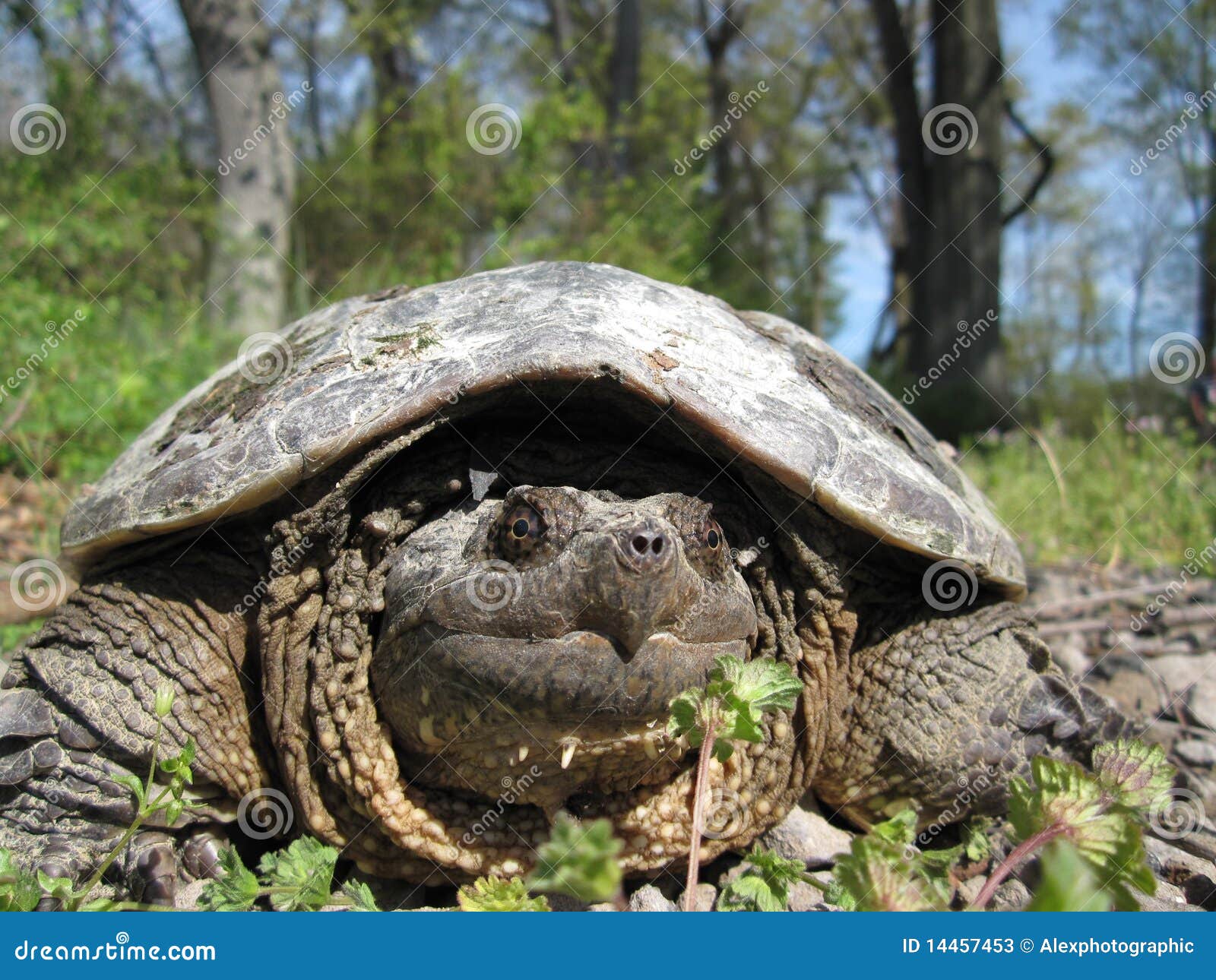 Snapping Turtle stock image. Image of reptile, tidal - 14457453