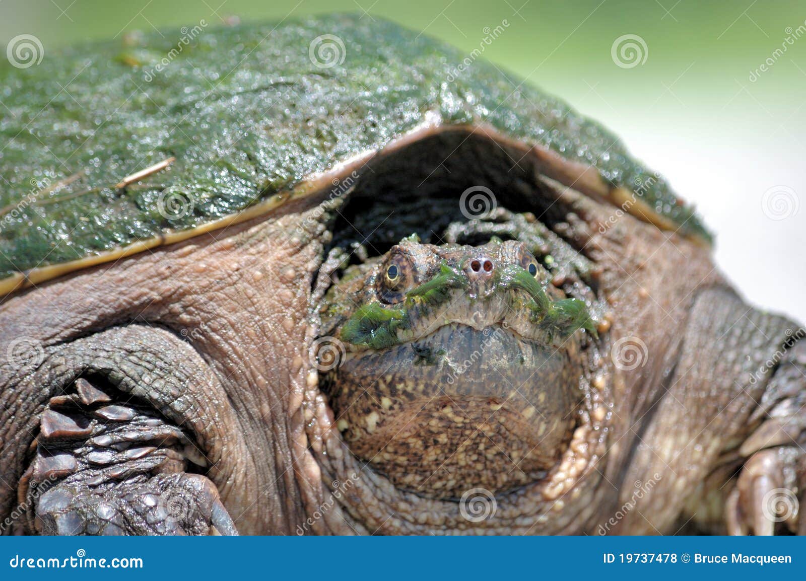 Snapping Turtle. stock photo. Image of reptile, swamp - 19737478