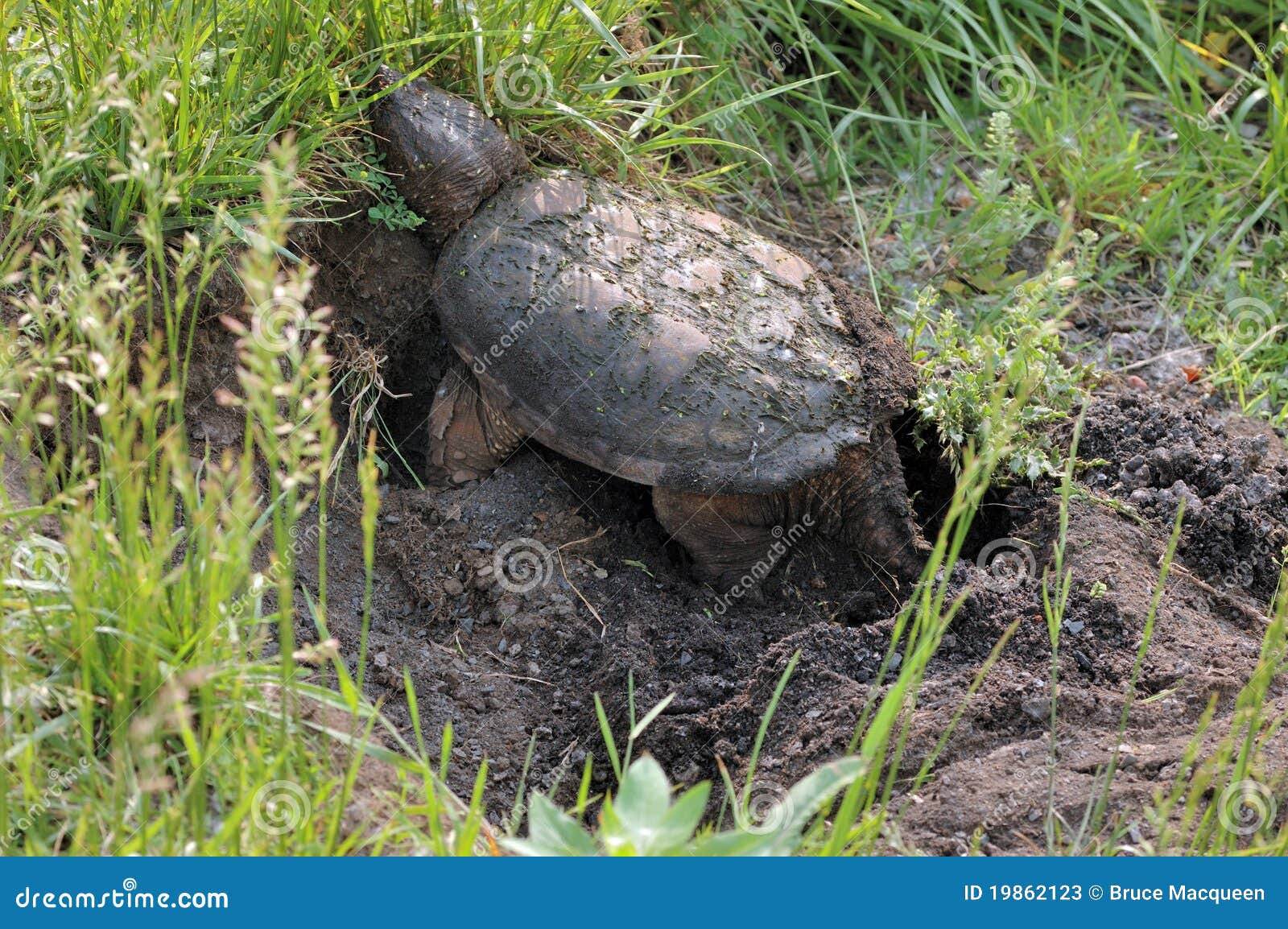 Snapping Turtle. stock image. Image of nature, wild, aquatic - 19862123