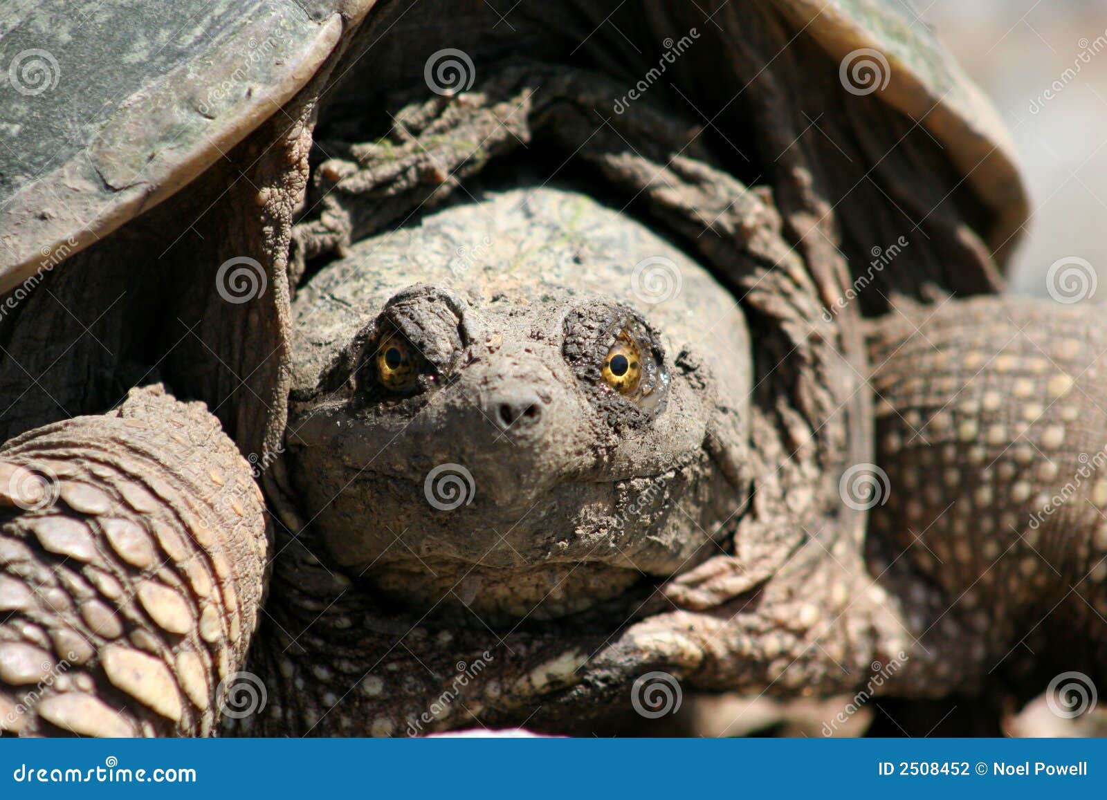 Snapping Turtle 2 stock photo. Image of face, blooded - 2508452