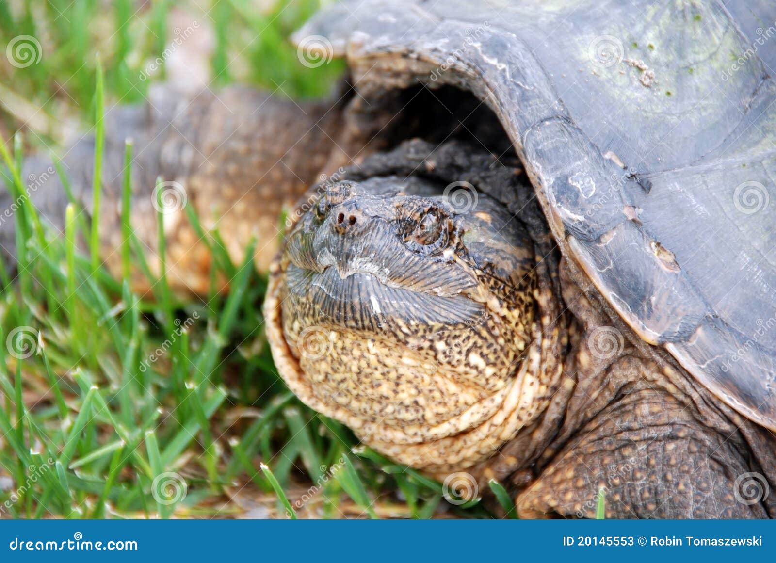 Snapping turtle stock image. Image of blooded, mouth - 20145553